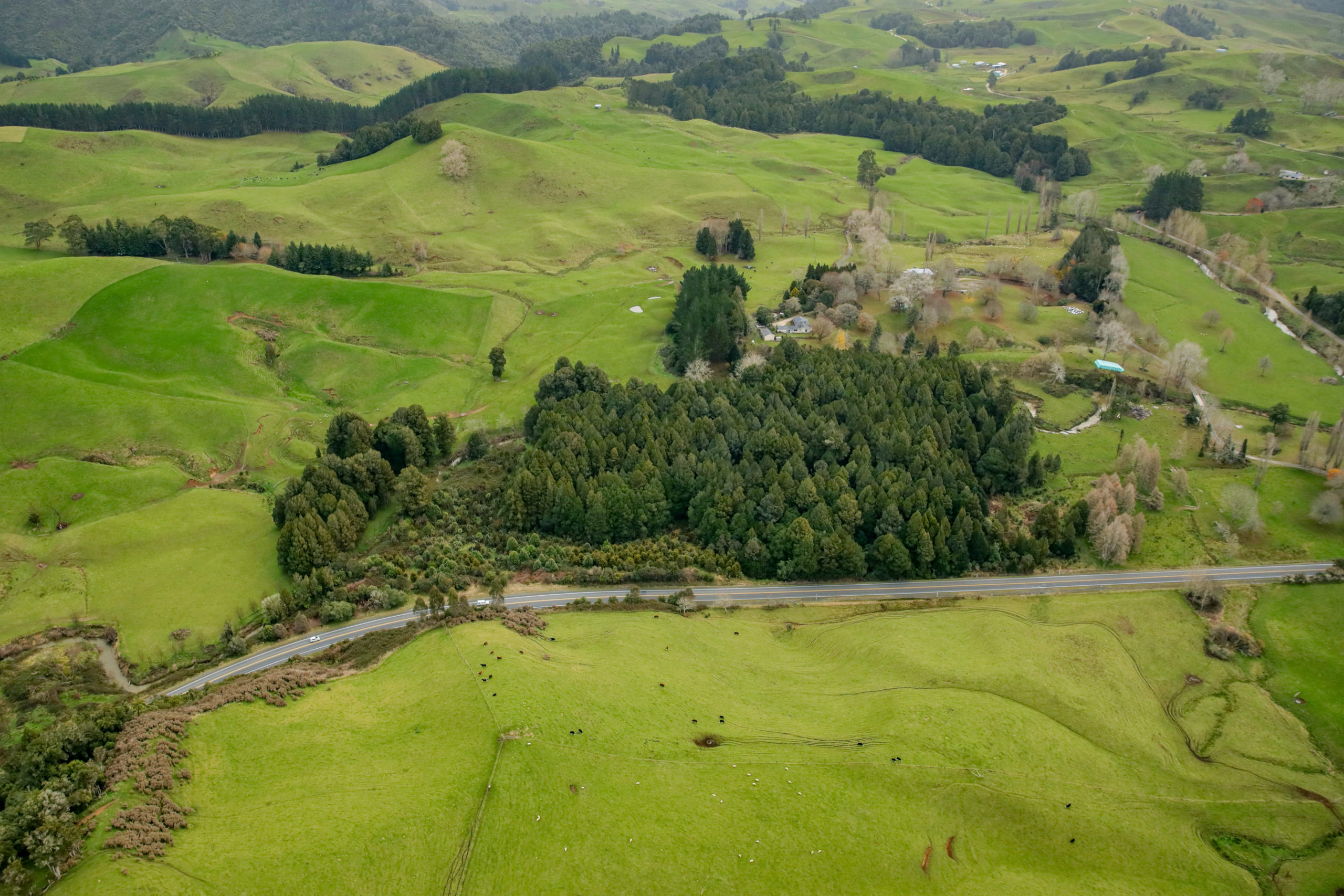 Ross Bishop Memorial - NATIVE FOREST RESTORATION TRUST