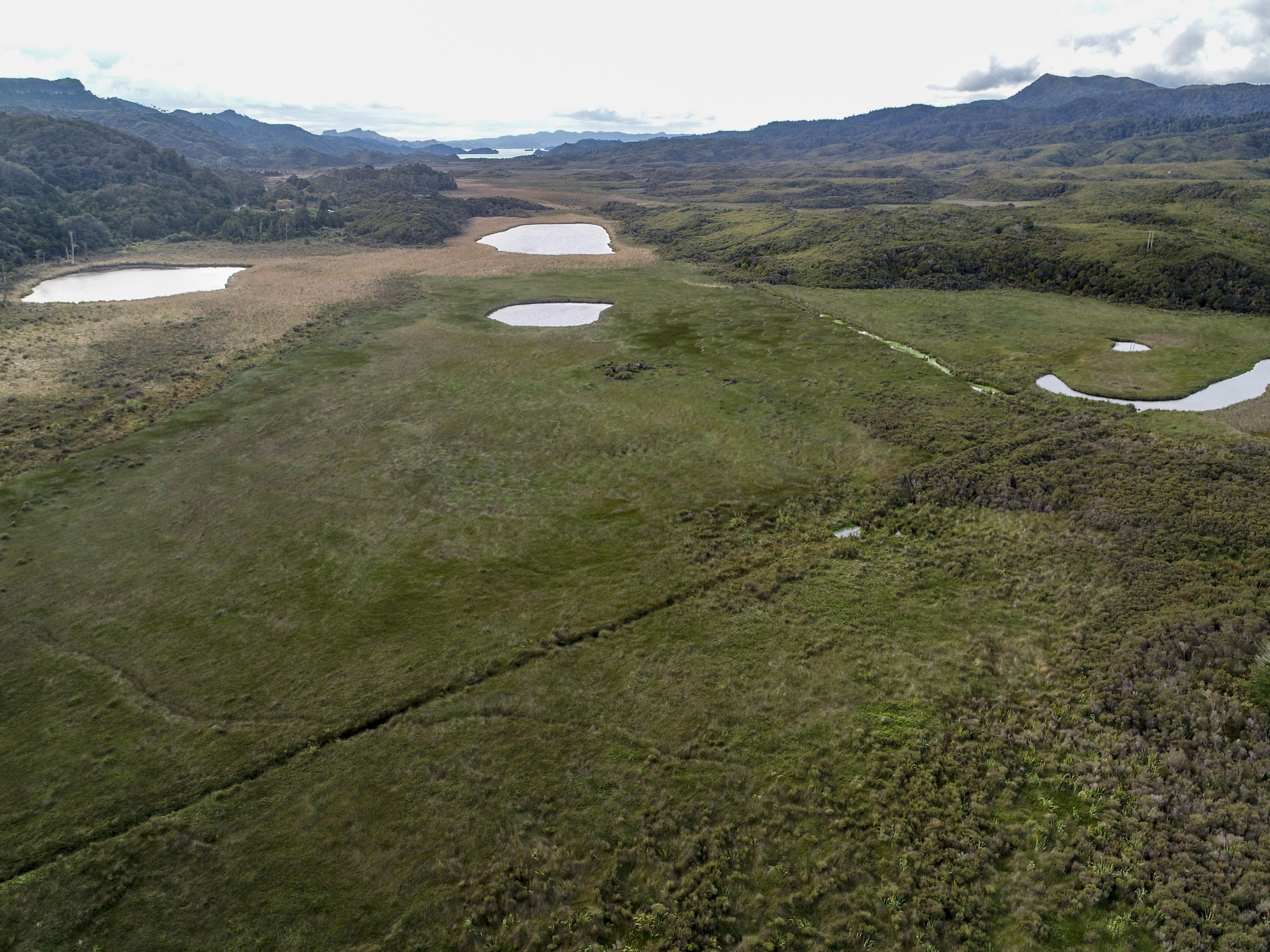 Mangarakau Wetland - NATIVE FOREST RESTORATION TRUST