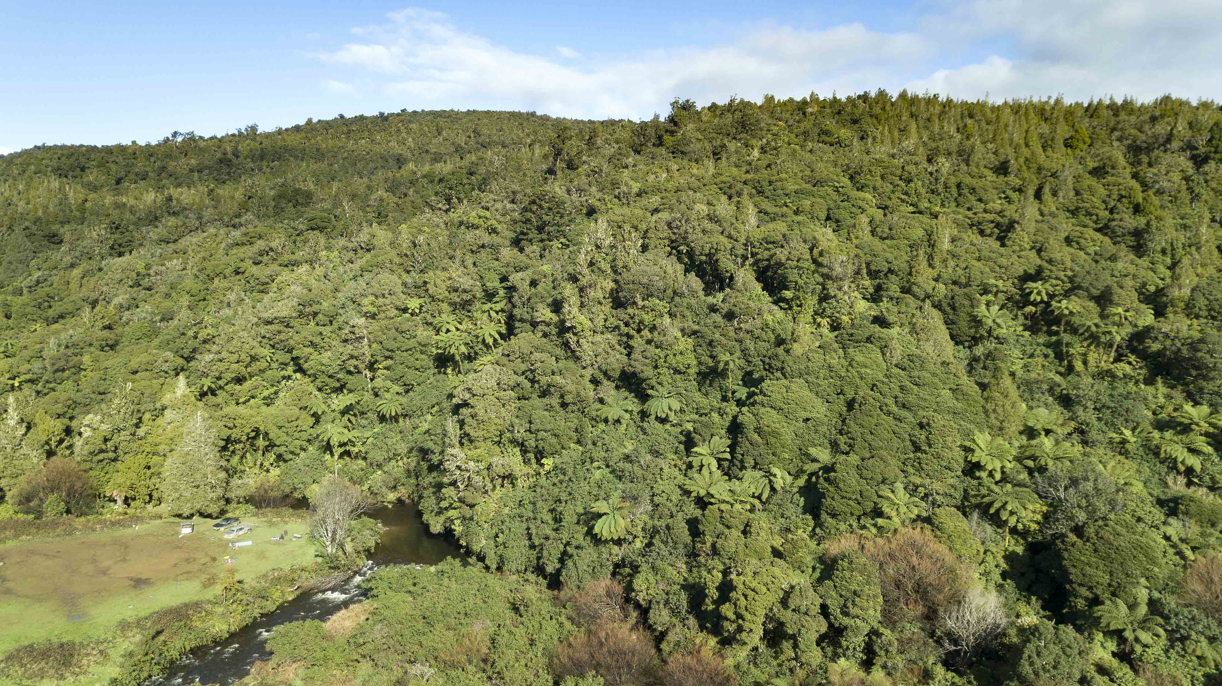 Become a carbon partner - NATIVE FOREST RESTORATION TRUST