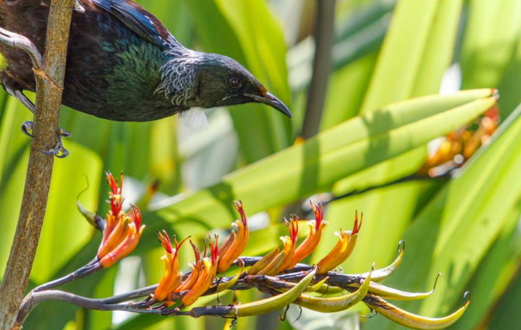 Rauroa Bush - NATIVE FOREST RESTORATION TRUST