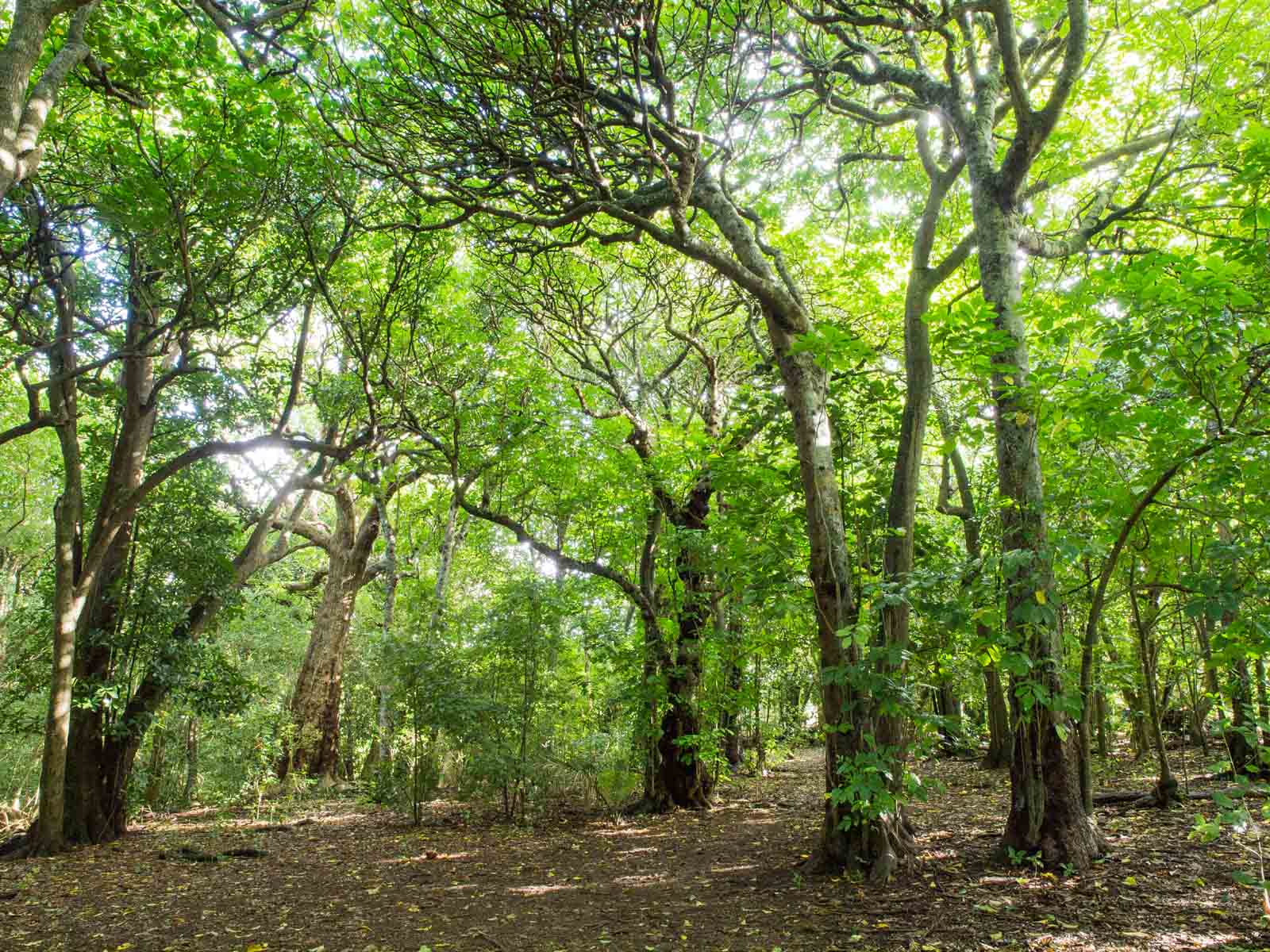 Dedicate a tree - NATIVE FOREST RESTORATION TRUST