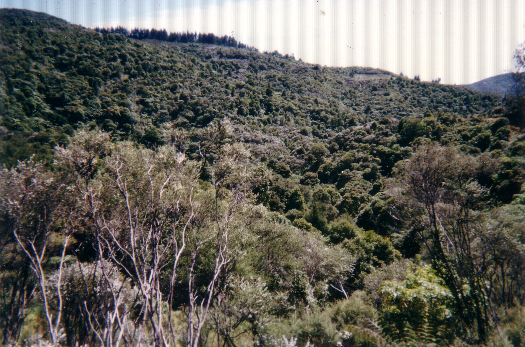Puhoi Far North - NATIVE FOREST RESTORATION TRUST