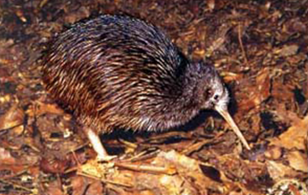 Awakau Kiwi - NATIVE FOREST RESTORATION TRUST