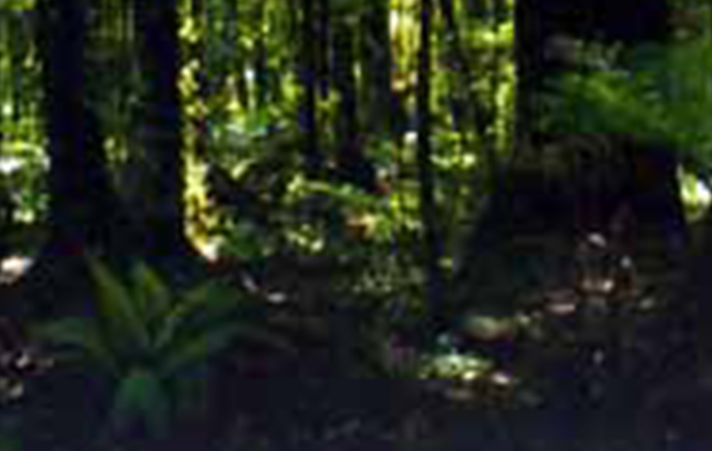 Rauroa Bush - NATIVE FOREST RESTORATION TRUST