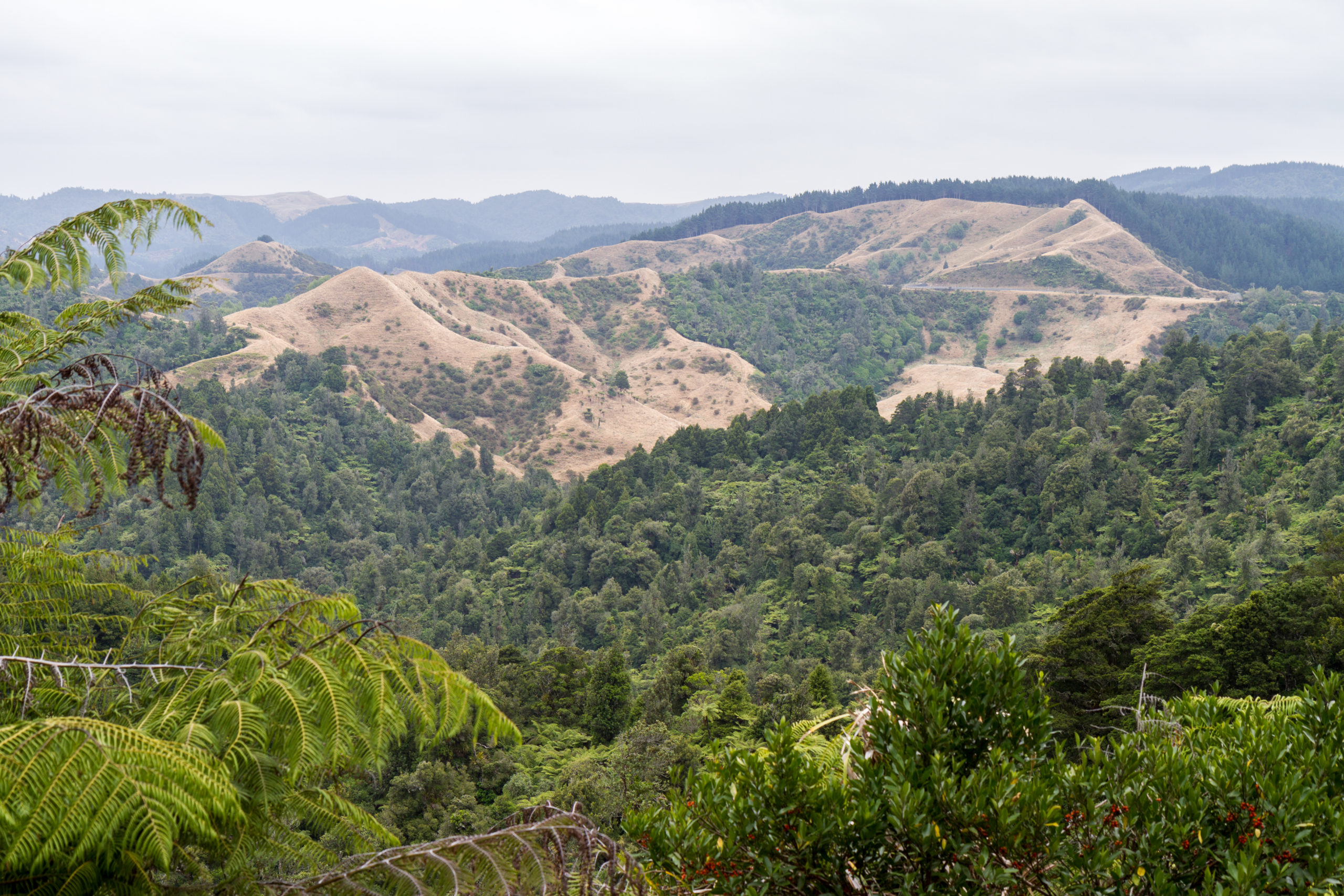 Why Forest Restoration is a Must for Confronting Climate Change ...