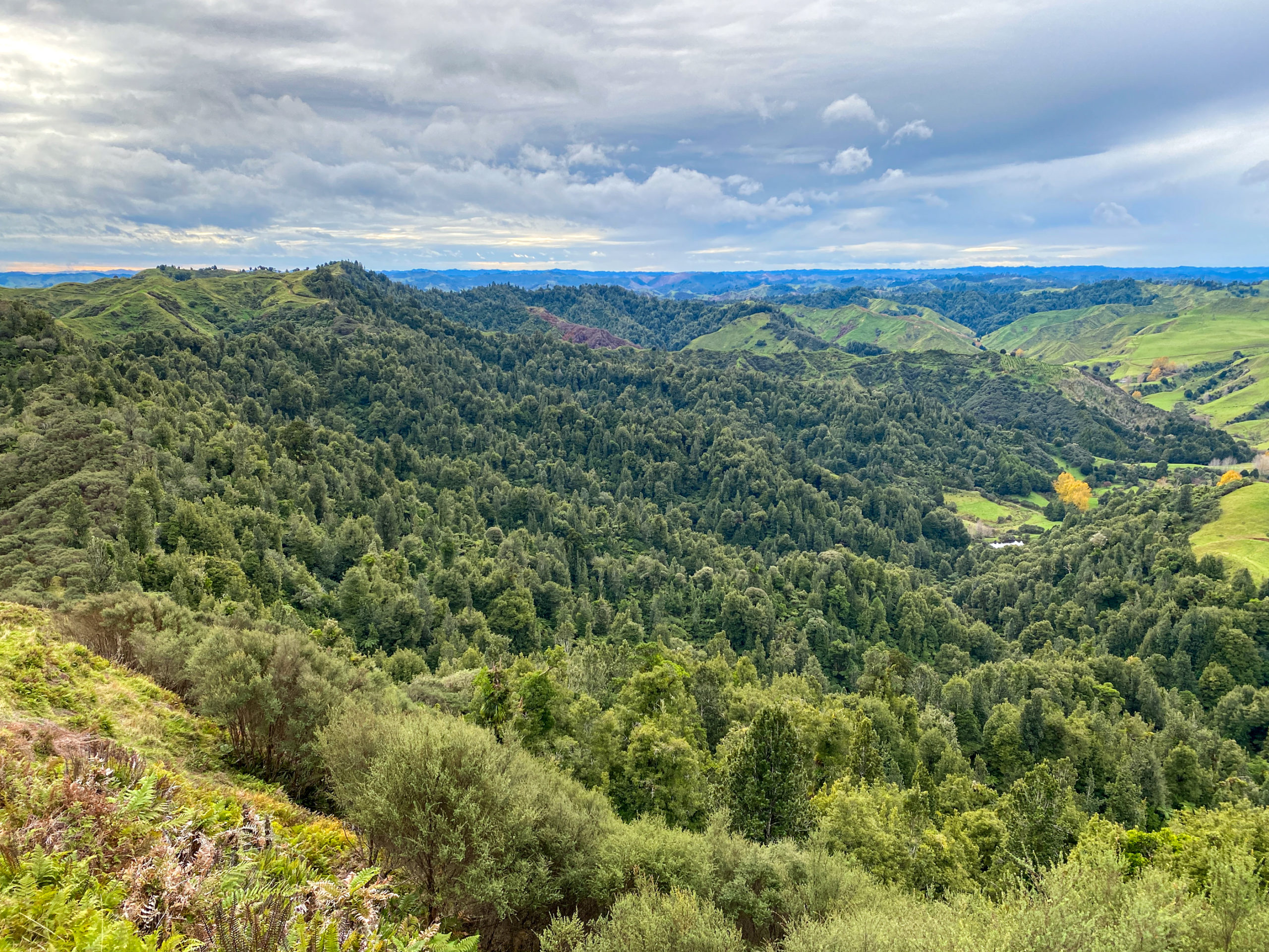 Cancellation of Patui Reserve Opening - NATIVE FOREST RESTORATION TRUST